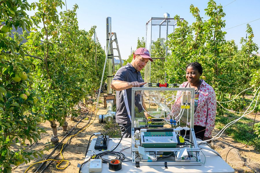 Cold temperatures shrink this year’s pear crop | Tri-Cities Area ...