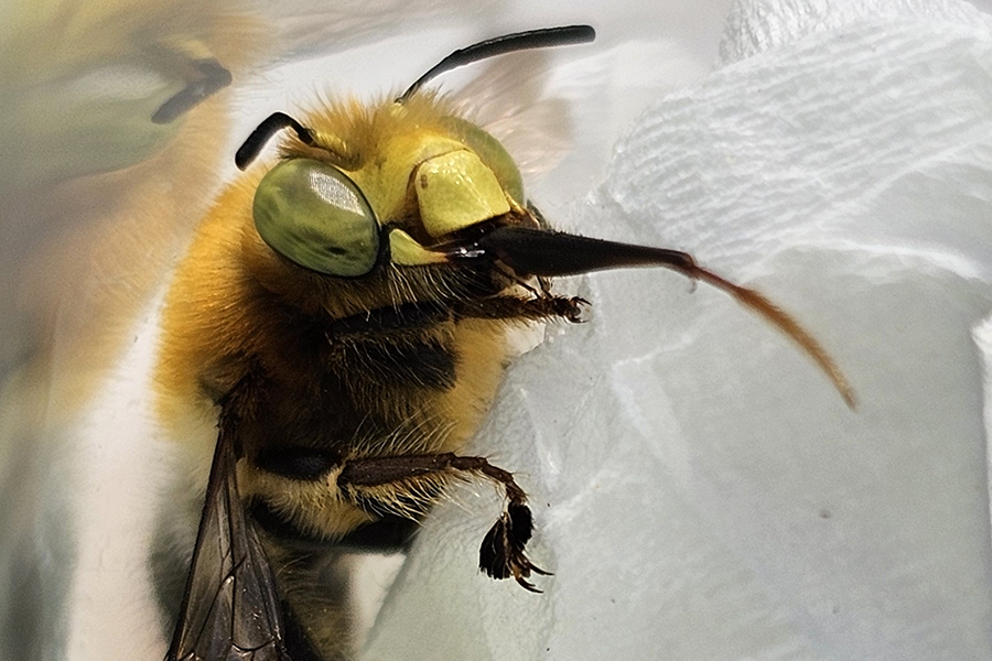 Effort to document native bees includes Tri-City specimens | Tri-Cities ...