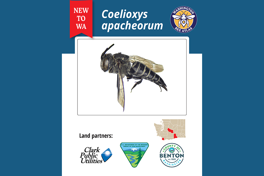 Benton County among sites for newly recorded bee species in Washington ...